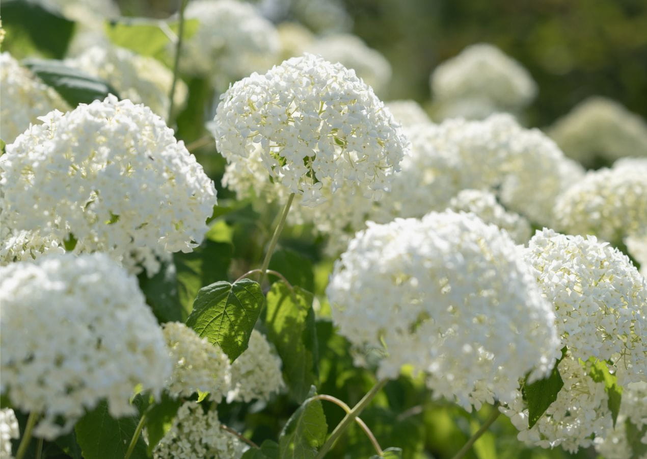 Full Bloom Spa Break - Ragdale Hall Spa